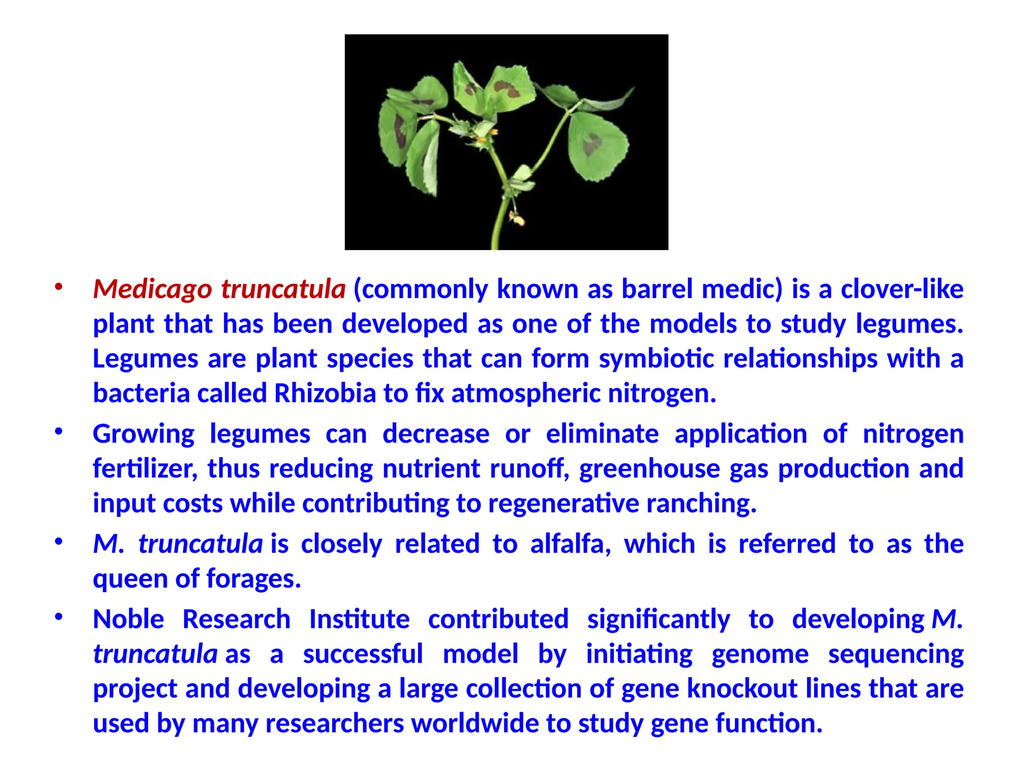 Model plants in plant development biology | PPTX