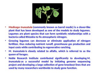 Model plants in plant development biology | PPTX