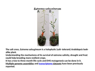 Model plants in plant development biology | PPTX