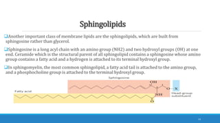 MODELS OF CELL MEMBRANE & CELL MEMBRANE ARCHITECHTURE.pptx