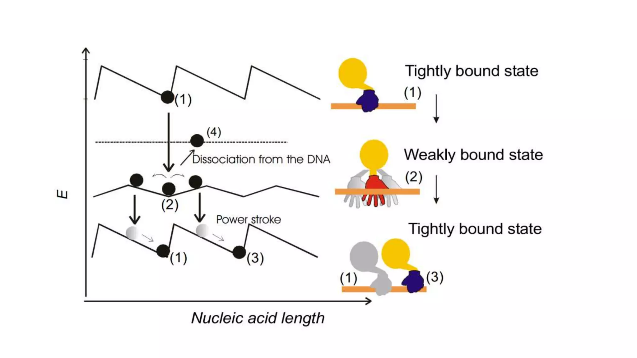 Models of mechanism of dna helicase action | PPTX
