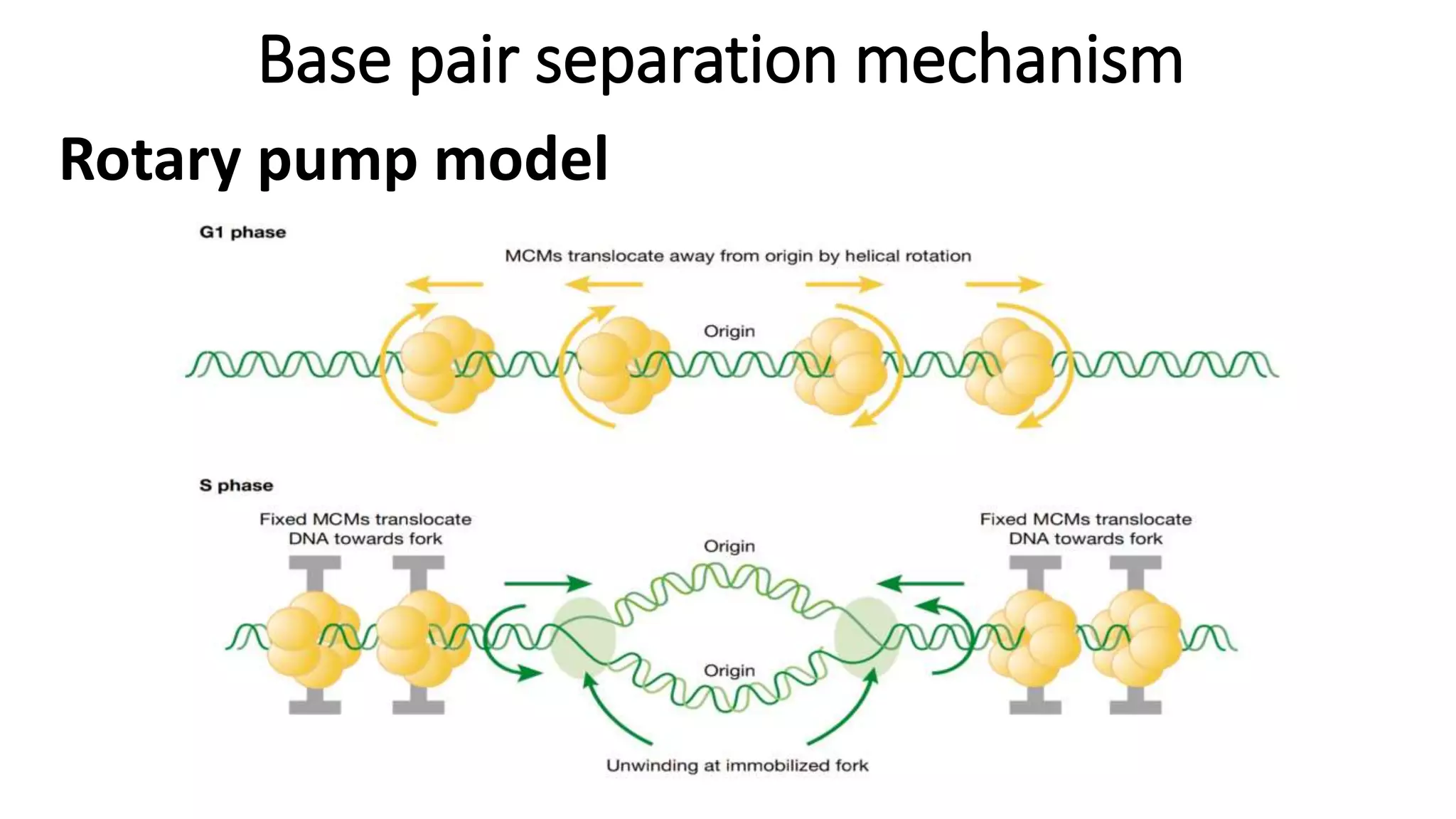 Models of mechanism of dna helicase action | PPTX