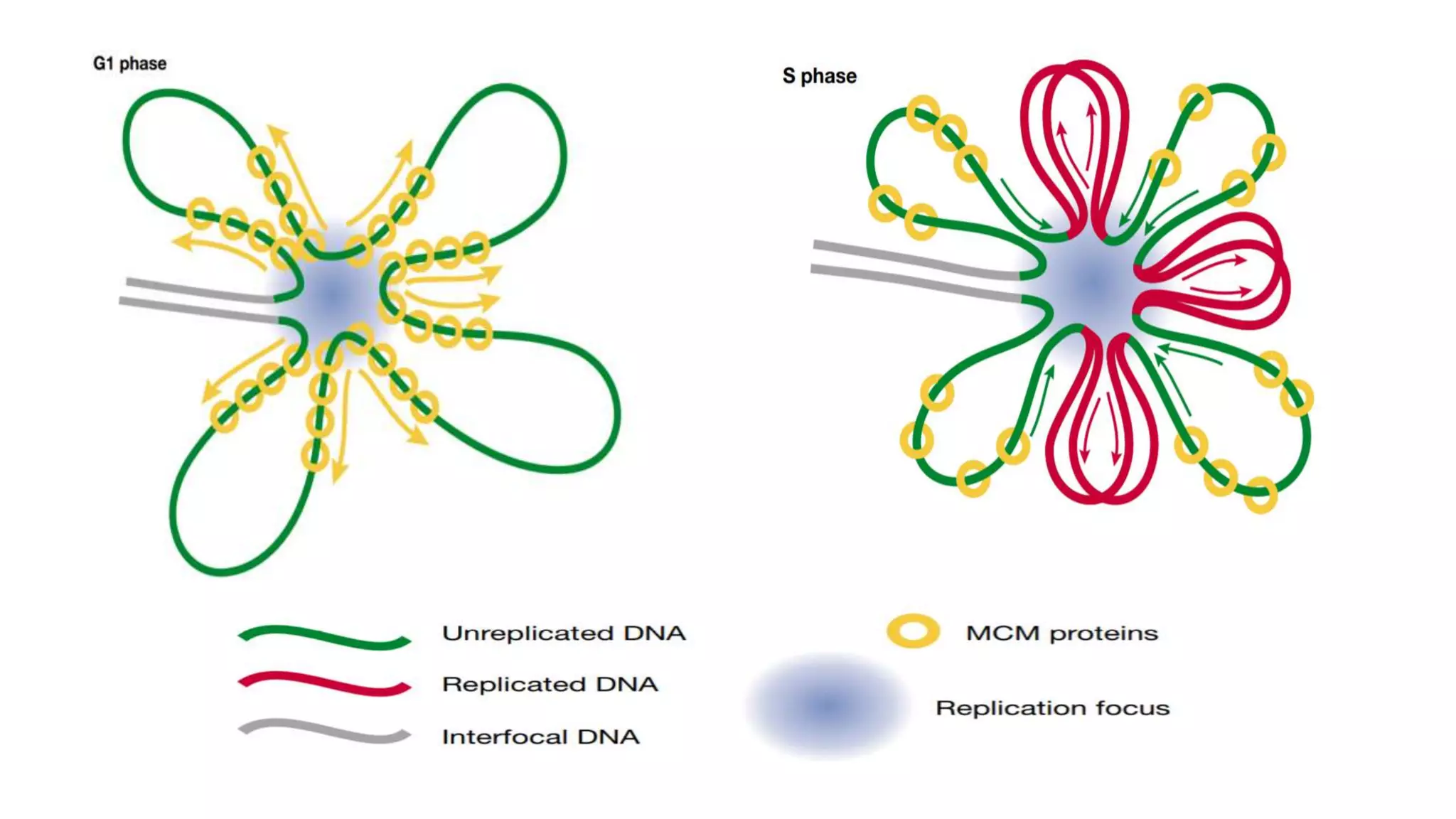 Models of mechanism of dna helicase action | PPTX