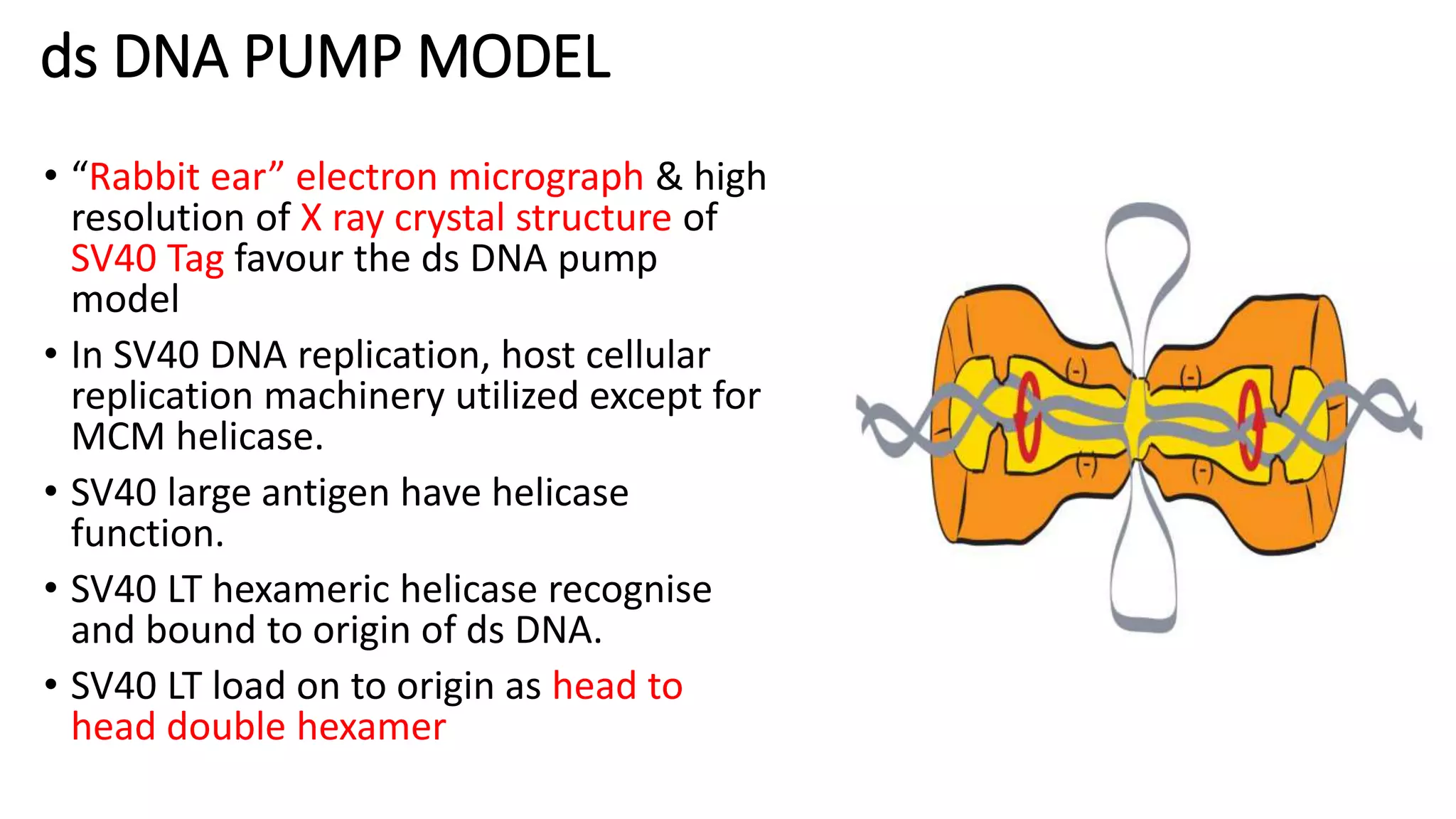Models of mechanism of dna helicase action | PPTX