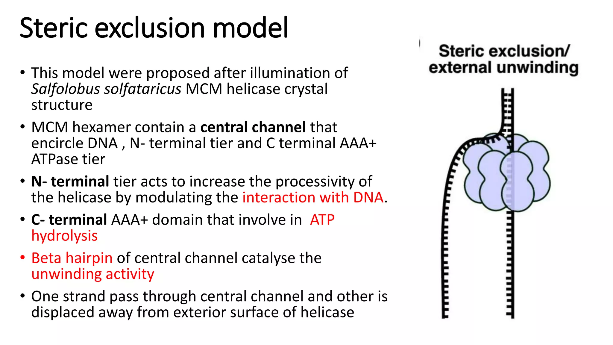 Models of mechanism of dna helicase action | PPTX