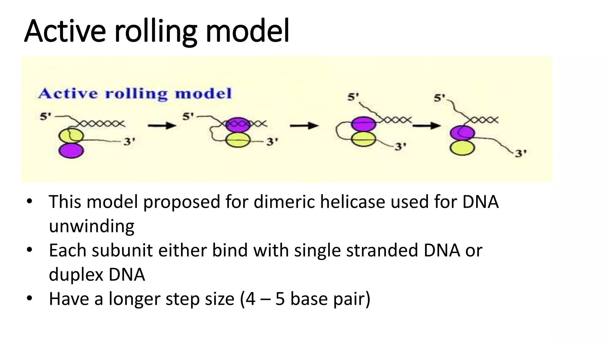 Models of mechanism of dna helicase action | PPTX