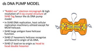 Models of mechanism of dna helicase action | PPTX