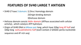 Models of mechanism of dna helicase action | PPTX