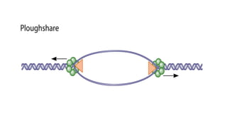 Models of mechanism of dna helicase action | PPTX