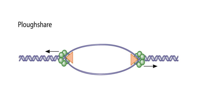 Models of mechanism of dna helicase action | PPTX
