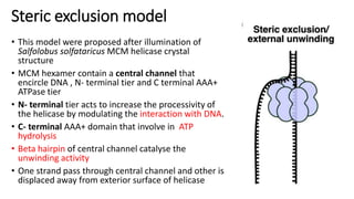 Models of mechanism of dna helicase action | PPTX