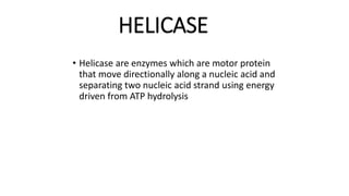 Models of mechanism of dna helicase action | PPTX