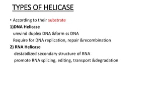 Models of mechanism of dna helicase action | PPTX