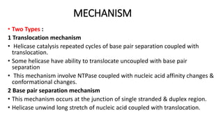 Models of mechanism of dna helicase action | PPTX