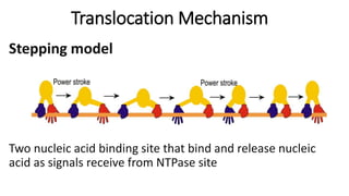 Models of mechanism of dna helicase action | PPTX
