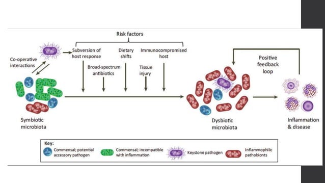 MODELS OF PATHOGENESIS IN PERIODONTITIS (1).pptx | Dental Health ...