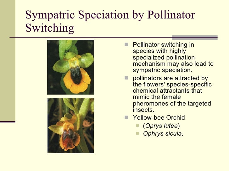 Sympatric Speciation Apple Maggot Fly