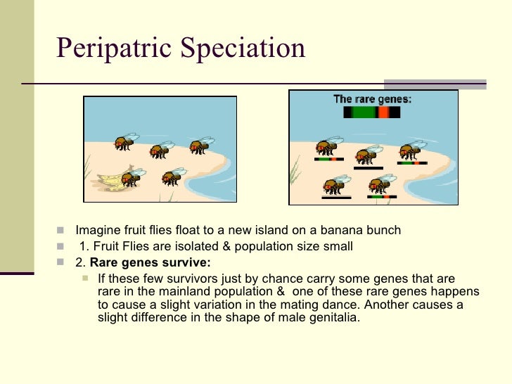 Peripatric Speciation