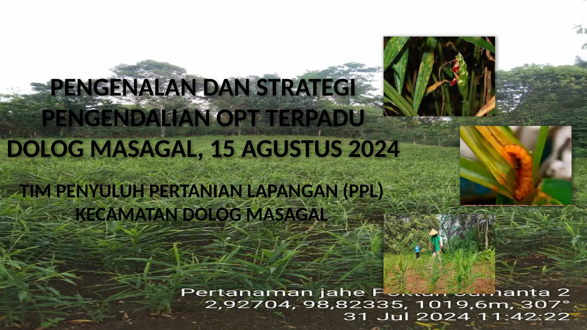 MODEL TEKNIK PENGENDALIAN OPT PADA TANAMAN | PPTX