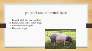 Model usaha ternak babi untuk peternak pemula.pptx