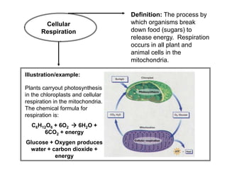 Model vocabulary book photosynthesis | PPTX