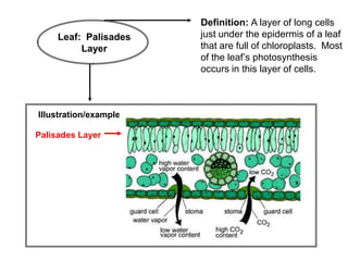 Model vocabulary book photosynthesis | PPTX