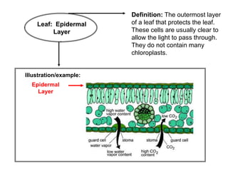 Model vocabulary book photosynthesis | PPTX
