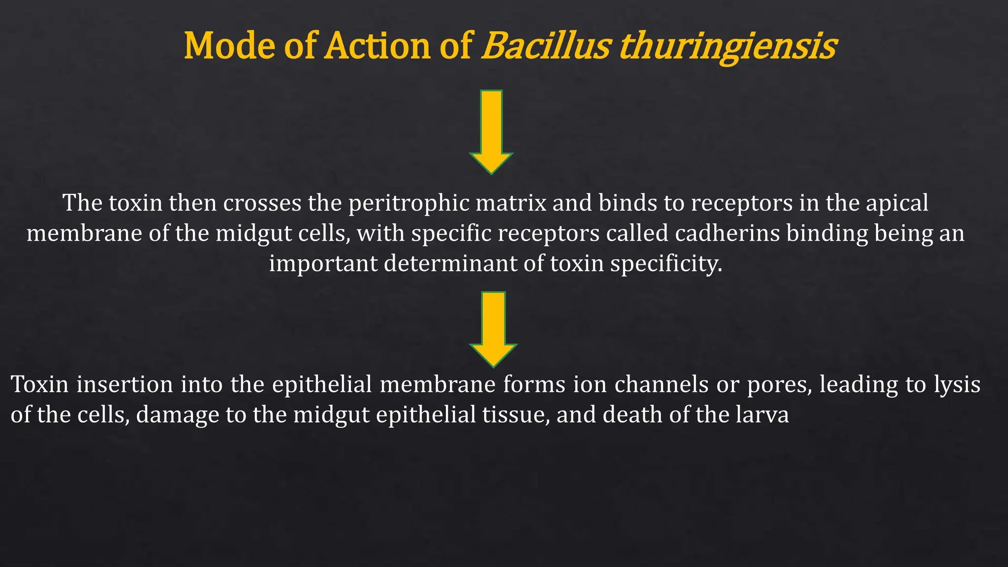 Mode of action of BT Bacillus thuringiensis (Bt) produce.pptx
