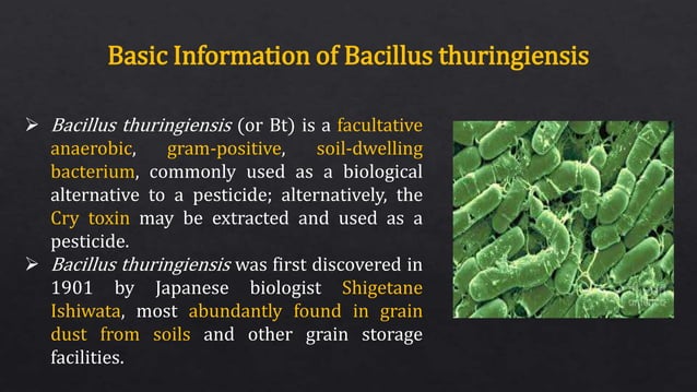 Mode of action of BT Bacillus thuringiensis (Bt) produce.pptx