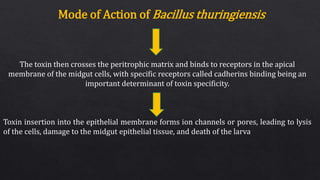Mode of action of BT Bacillus thuringiensis (Bt) produce.pptx