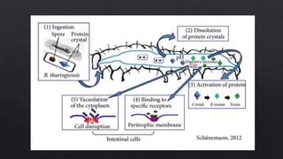 Mode of action of BT Bacillus thuringiensis (Bt) produce.pptx