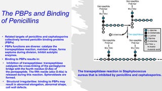 Mode of action of penicillin | PPTX
