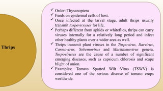 Mode Of Dispersal Of Viral Disease On Plants.pptx