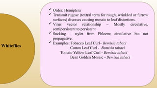 Mode Of Dispersal Of Viral Disease On Plants.pptx