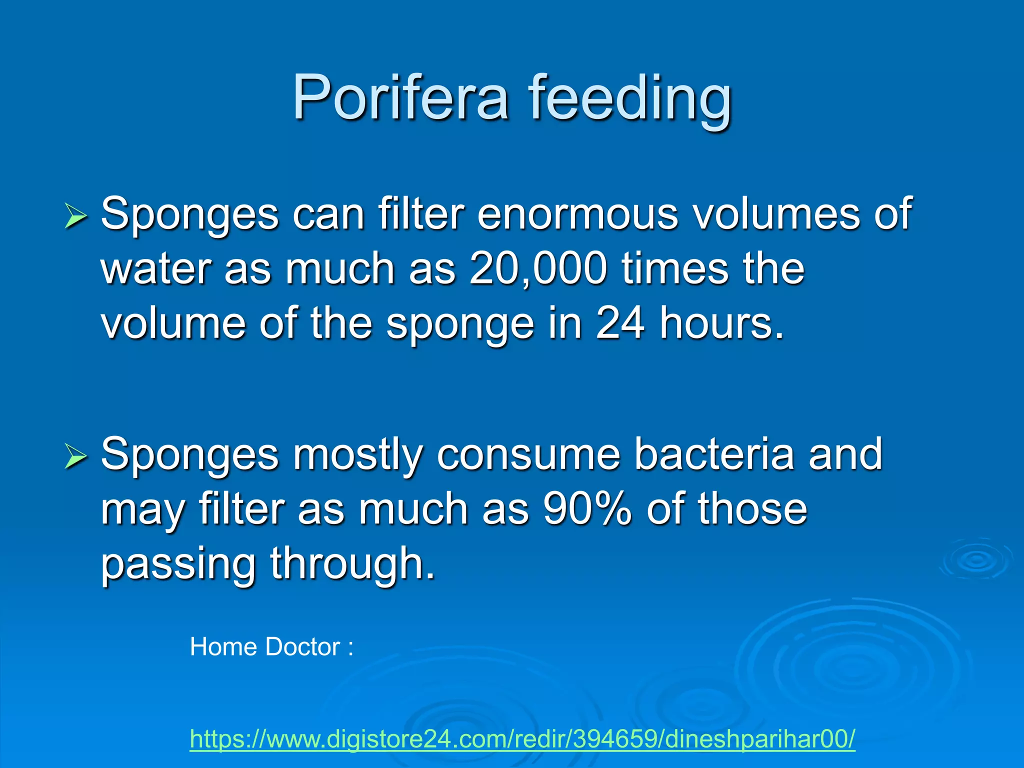 Mode Of Food & Feeding In Porifera.ppt