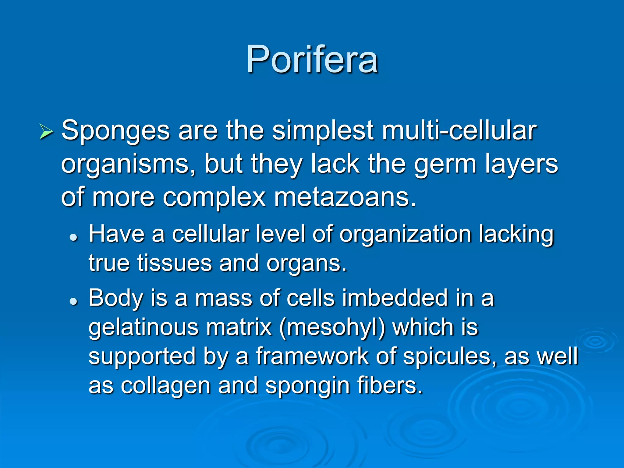 Mode Of Food & Feeding In Porifera.ppt