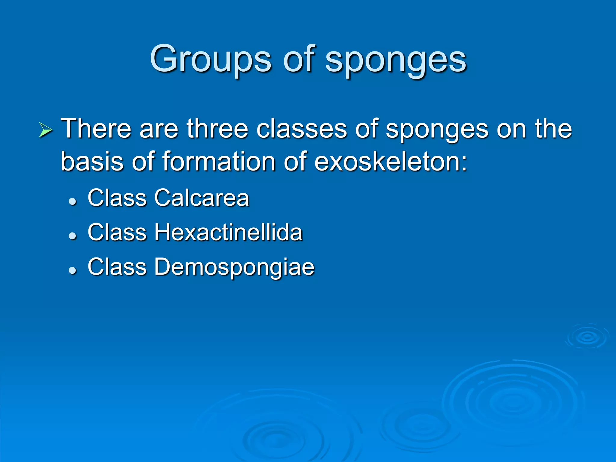 Mode Of Food & Feeding In Porifera.ppt