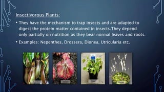 Mode of Nutrition in Plants | PPTX