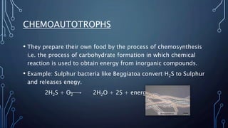 Mode of Nutrition in Plants | PPTX