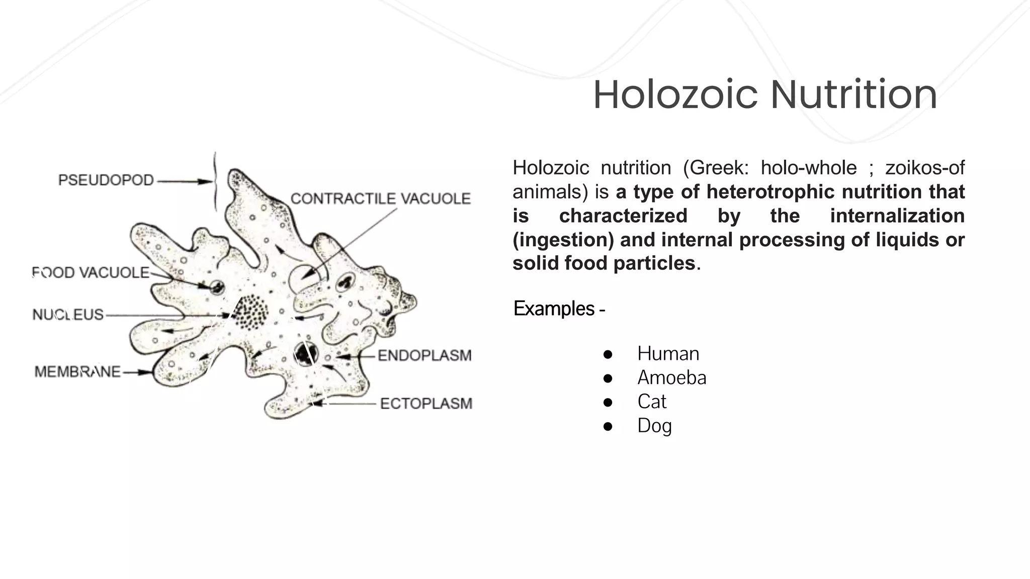 Mode of nutrition.pptx