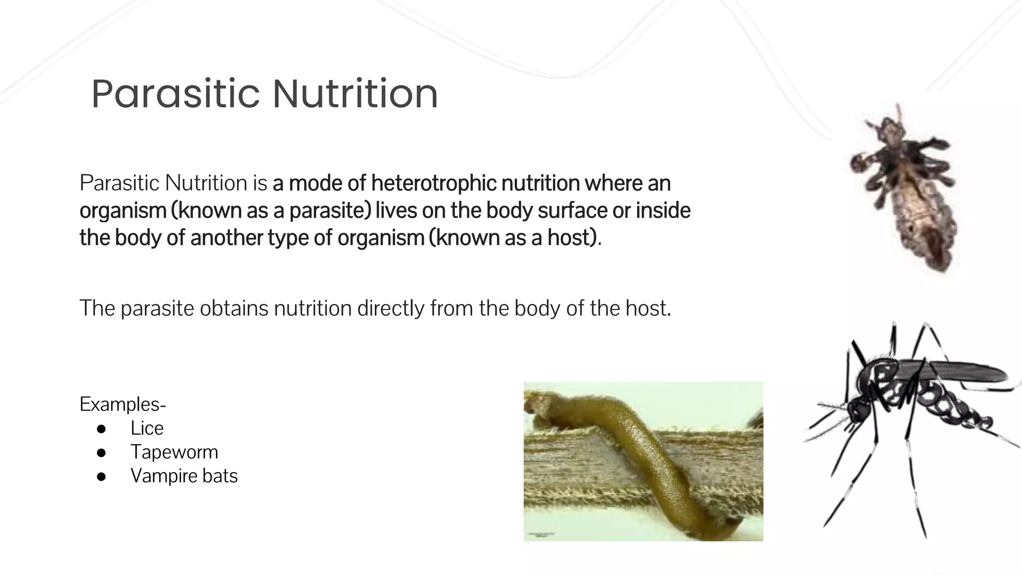 Mode of nutrition.pptx