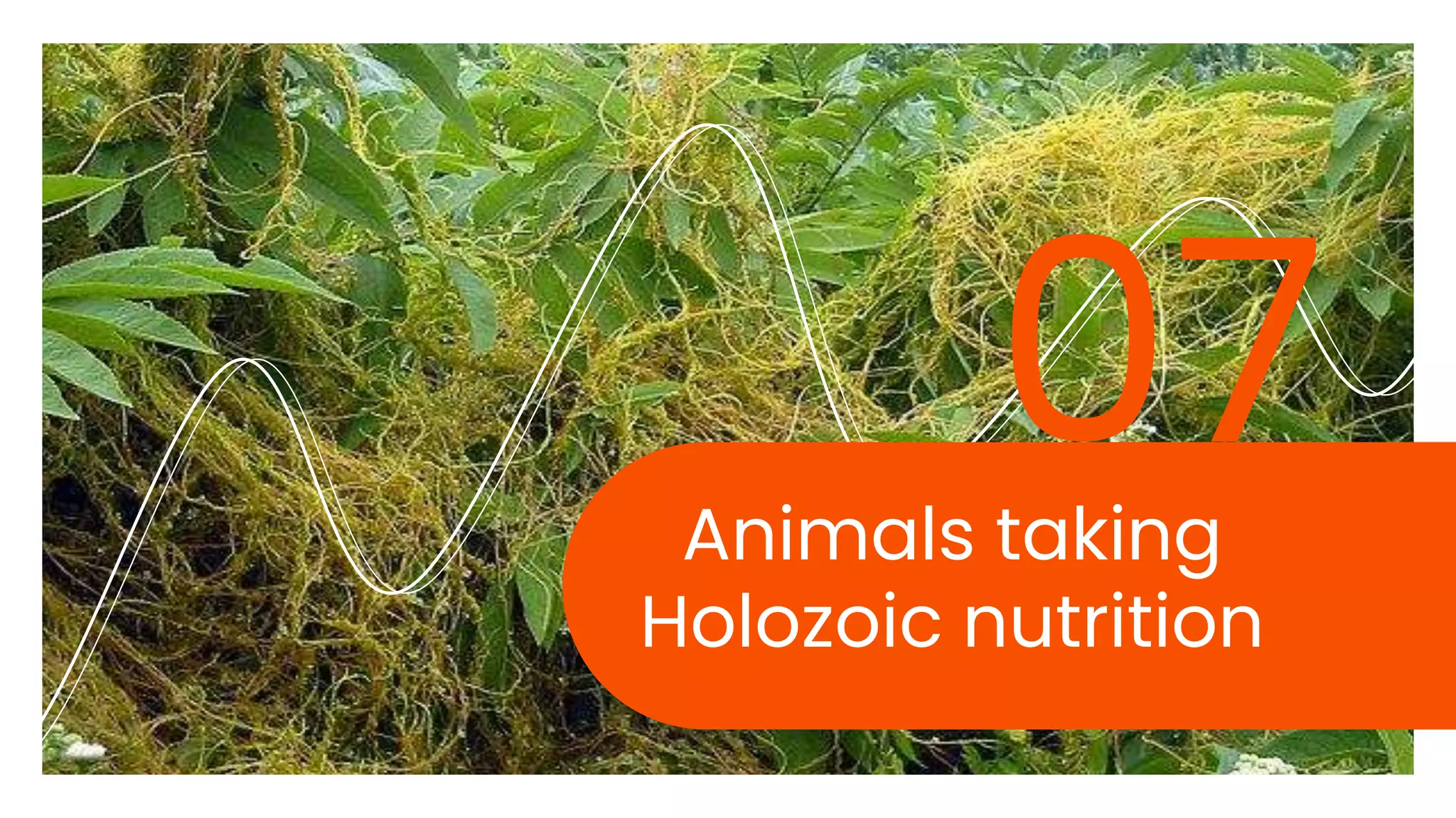 Mode of nutrition.pptx