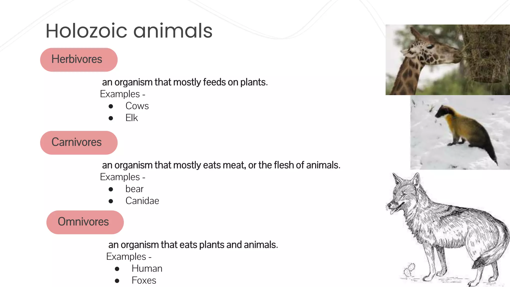 Mode of nutrition.pptx