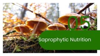 Mode of nutrition.pptx