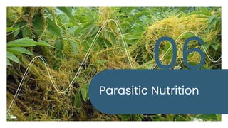 Mode of nutrition.pptx