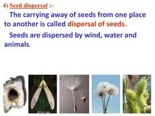 Mode of reproduction in plants | PPTX