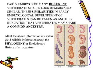 Modern Phylogenetic Taxonomy Notes | PPT | Biological Sciences | Science