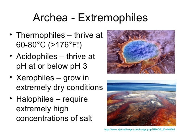 Thermophiles Examples