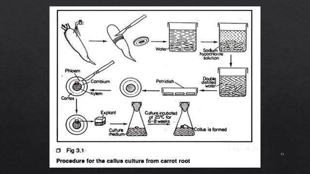 MODERN BREEDING METHODS (GENETICS).pptx.. | PPTX