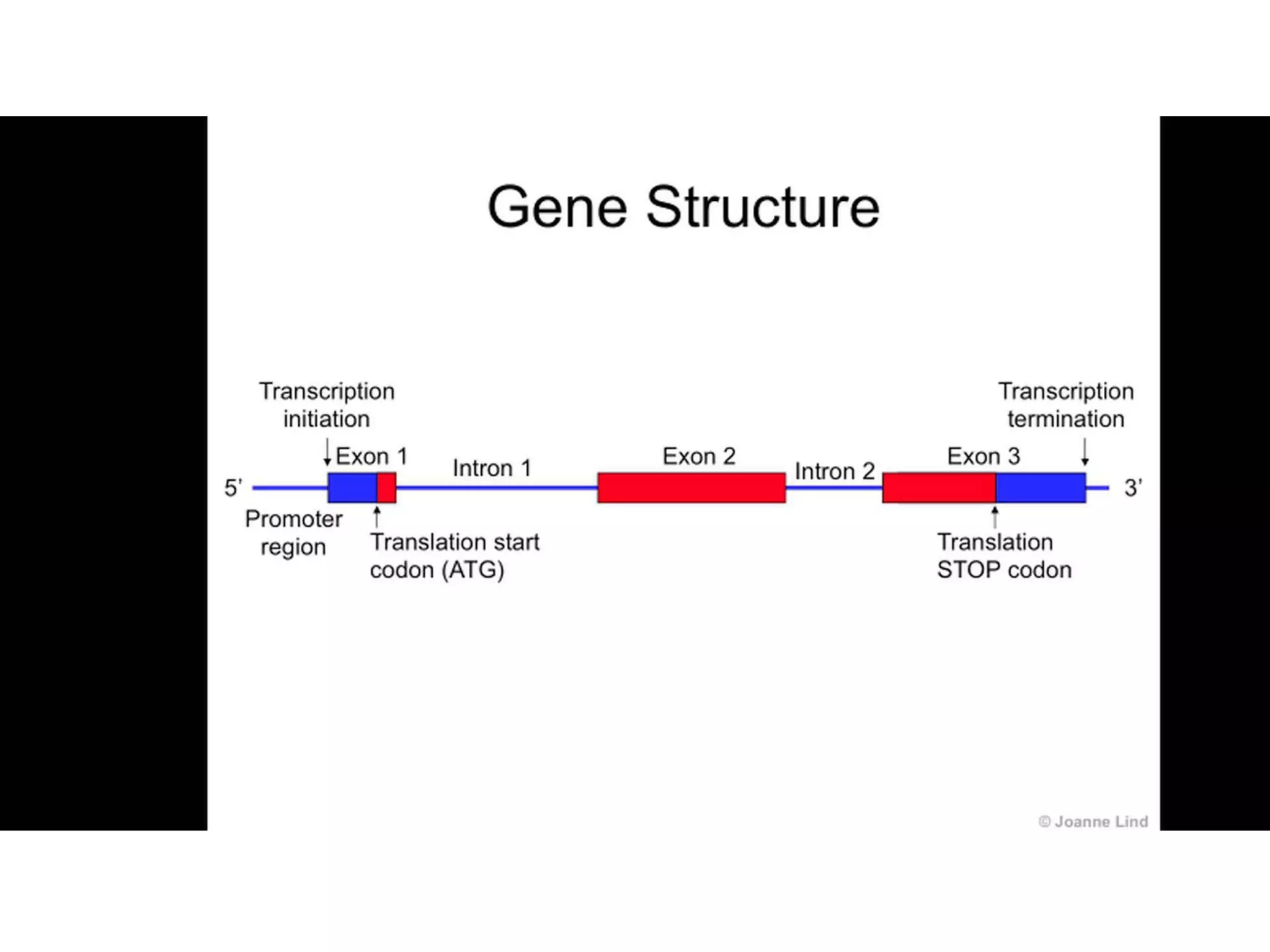 Modern concept of gene.pdf